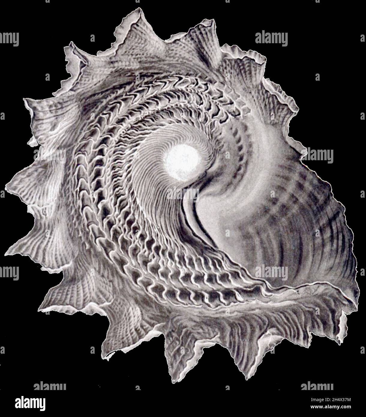 Ernst Haeckel artwork Stock Photo - Alamy