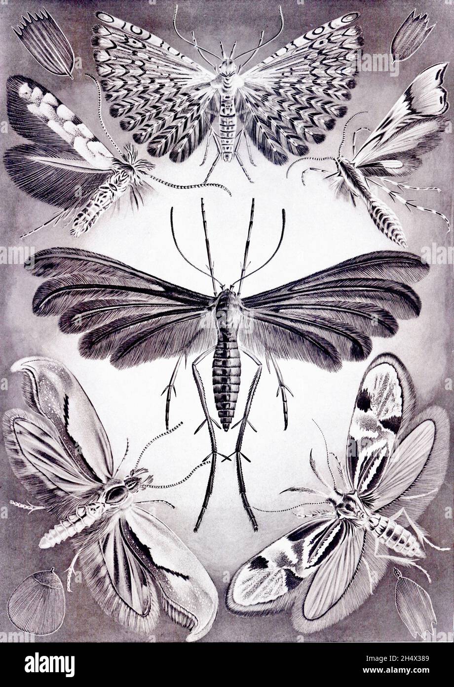 Ernst Haeckel artwork Stock Photo - Alamy