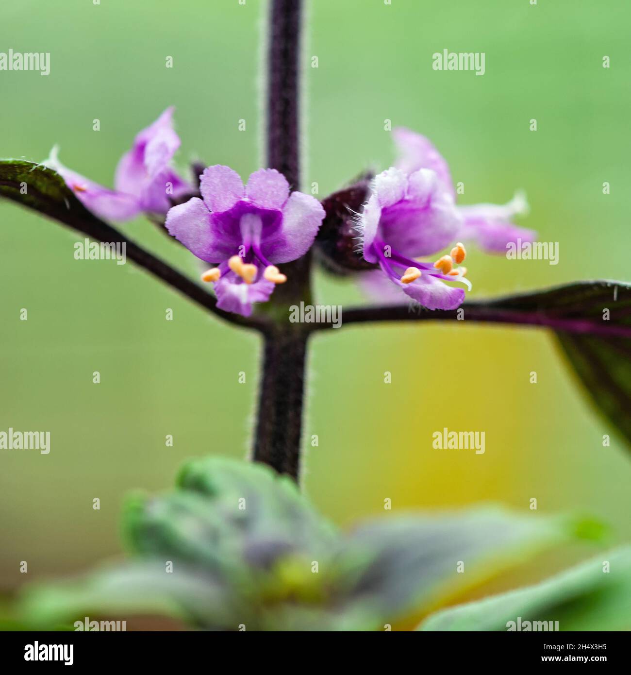 Purple basil and flowers hi-res stock photography and images - Alamy