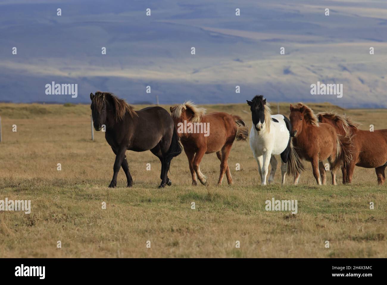 Wild horses, Iceland horses, east Coast, Iceland Stock Photo - Alamy