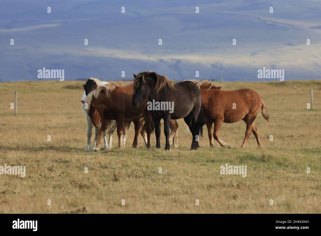 Pure breed icelandic mare hi-res stock photography and images - Alamy