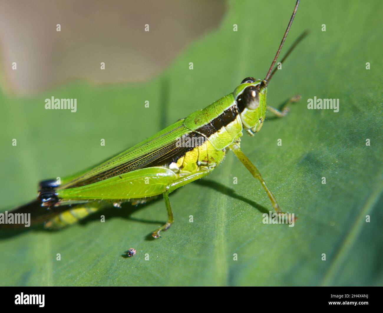 Macro tiny green grasshopper hi-res stock photography and images - Alamy