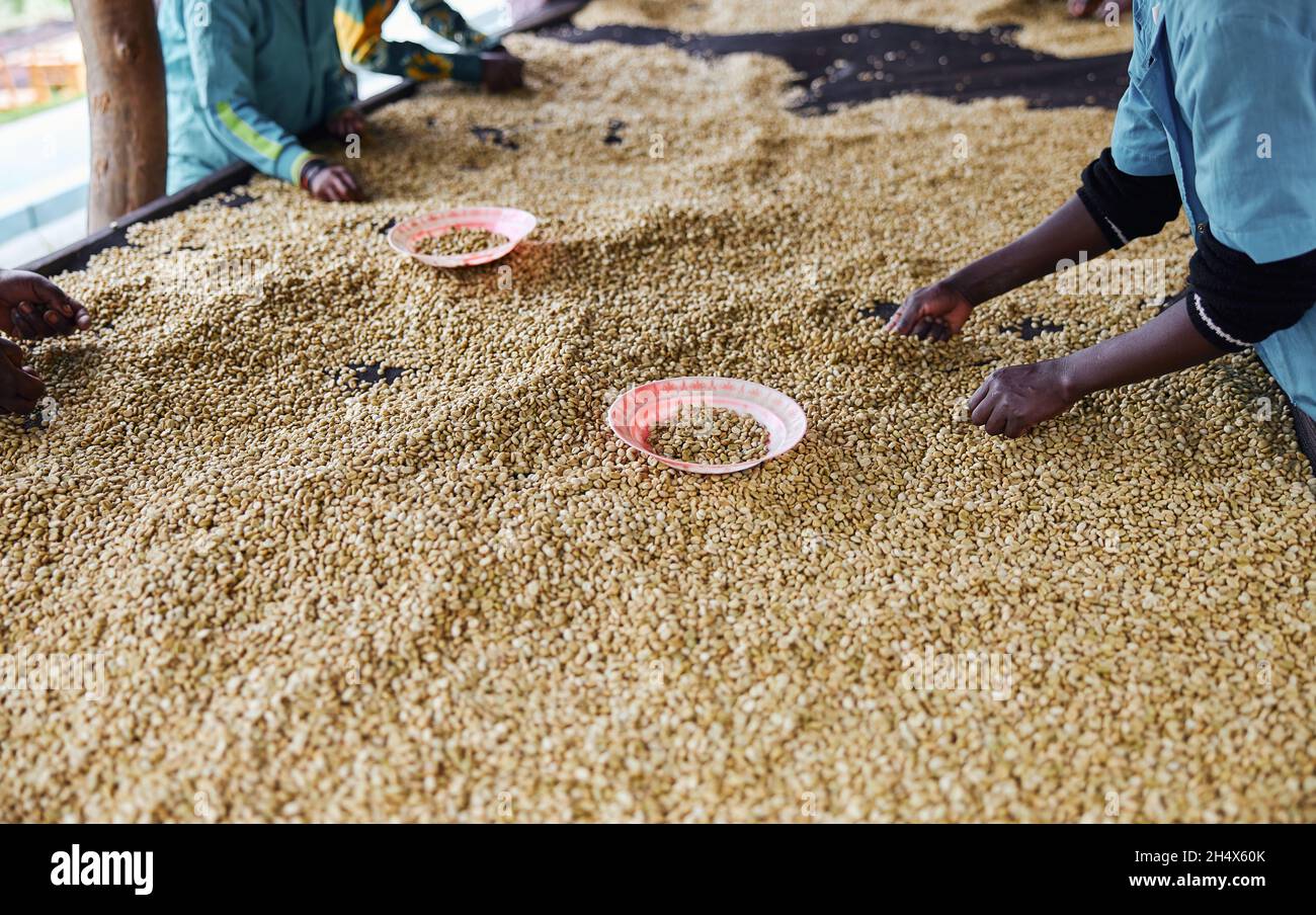 African female workers are sorting out coffee beans at washing station ...