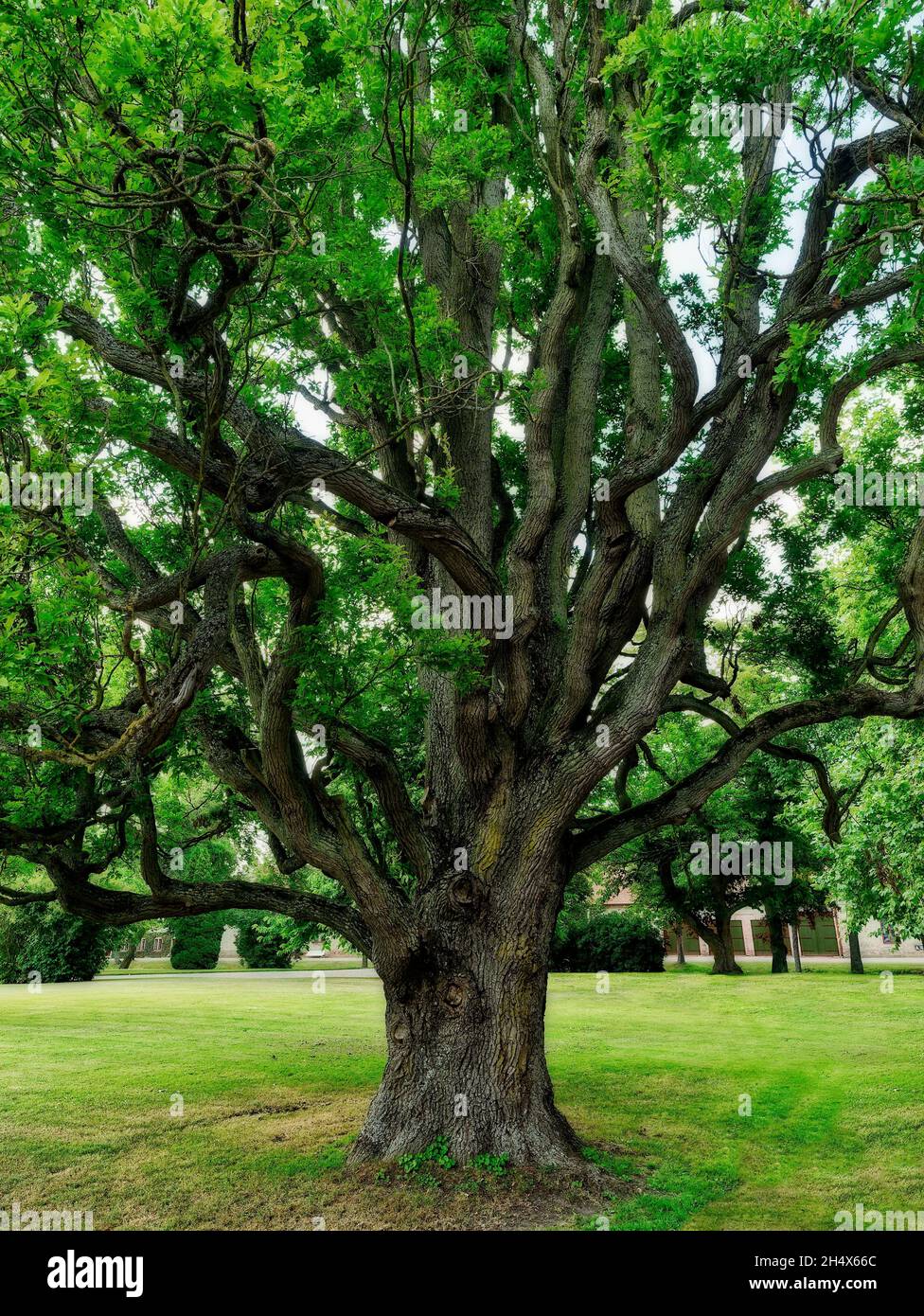 Big tree roots in a park or garden Stock Photo - Alamy