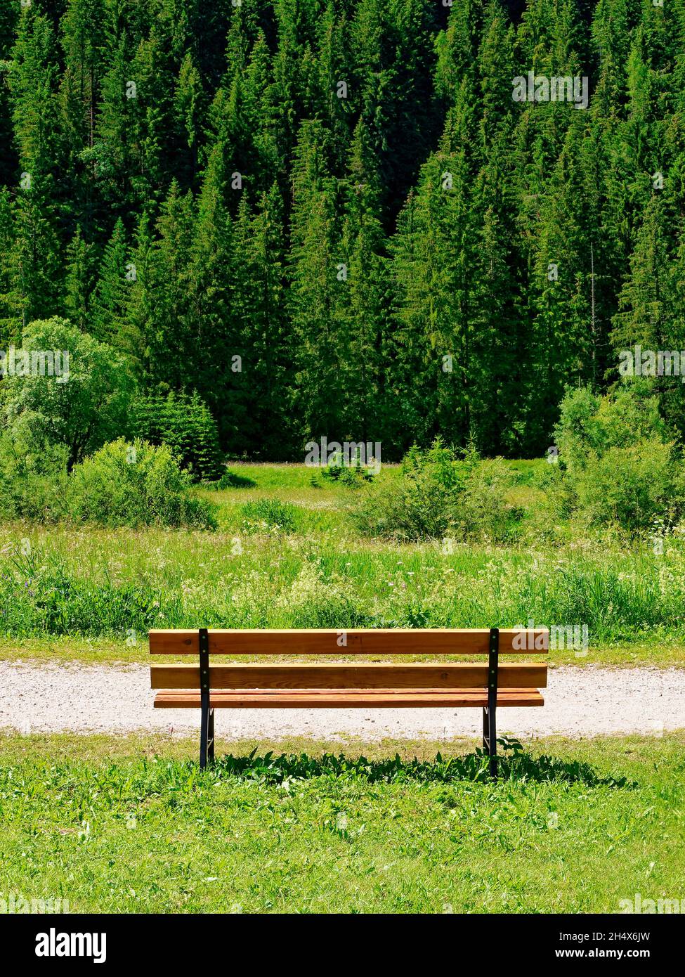 vacant bench in the park in summer back view Stock Photo - Alamy