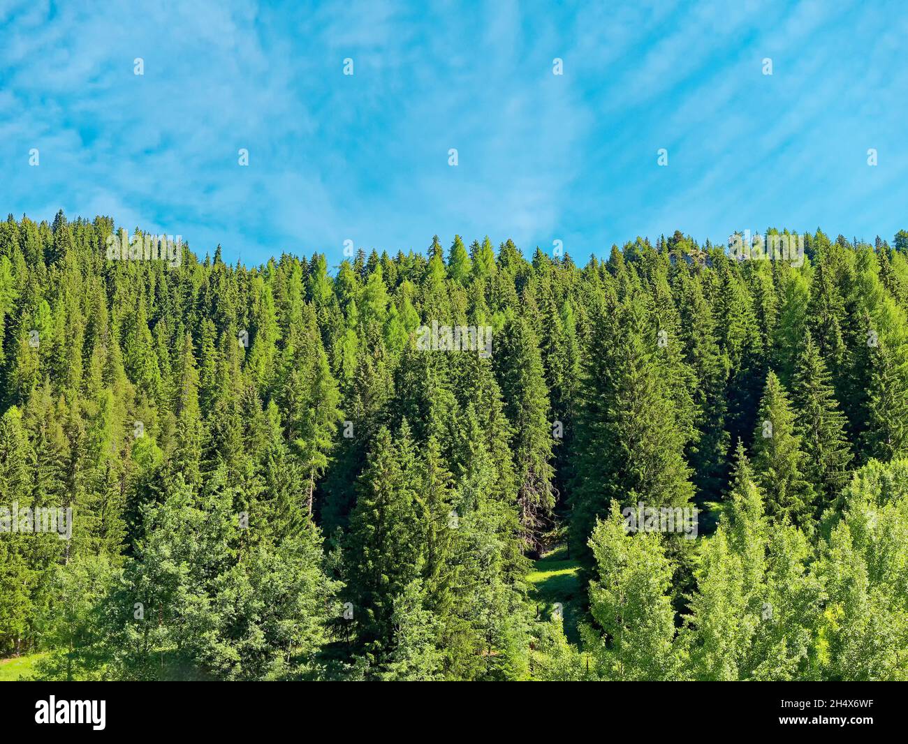 landscape with trees and sky mountain in summer Stock Photo - Alamy