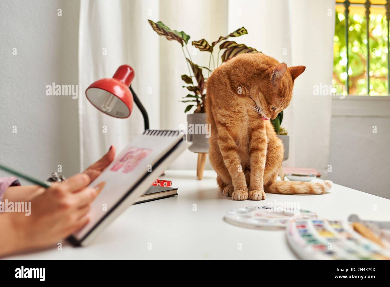 An illustrator painting her cat with watercolors in her notebook Stock ...