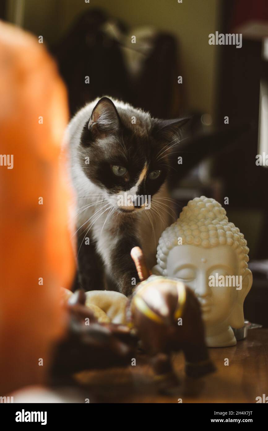 Buddha cat hi-res stock photography and images - Alamy