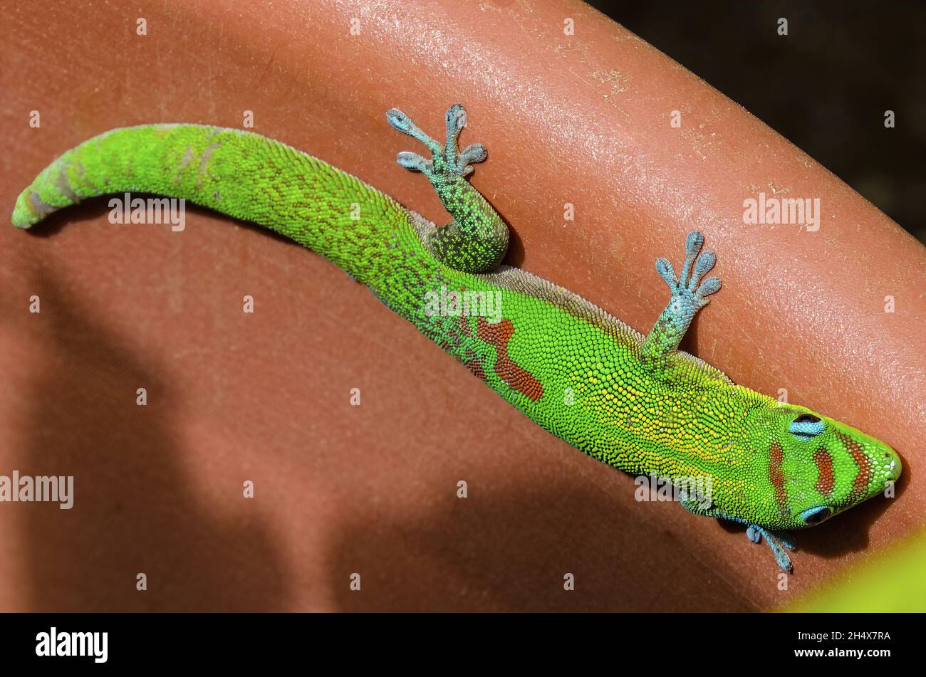 Native gecko hi-res stock photography and images - Alamy
