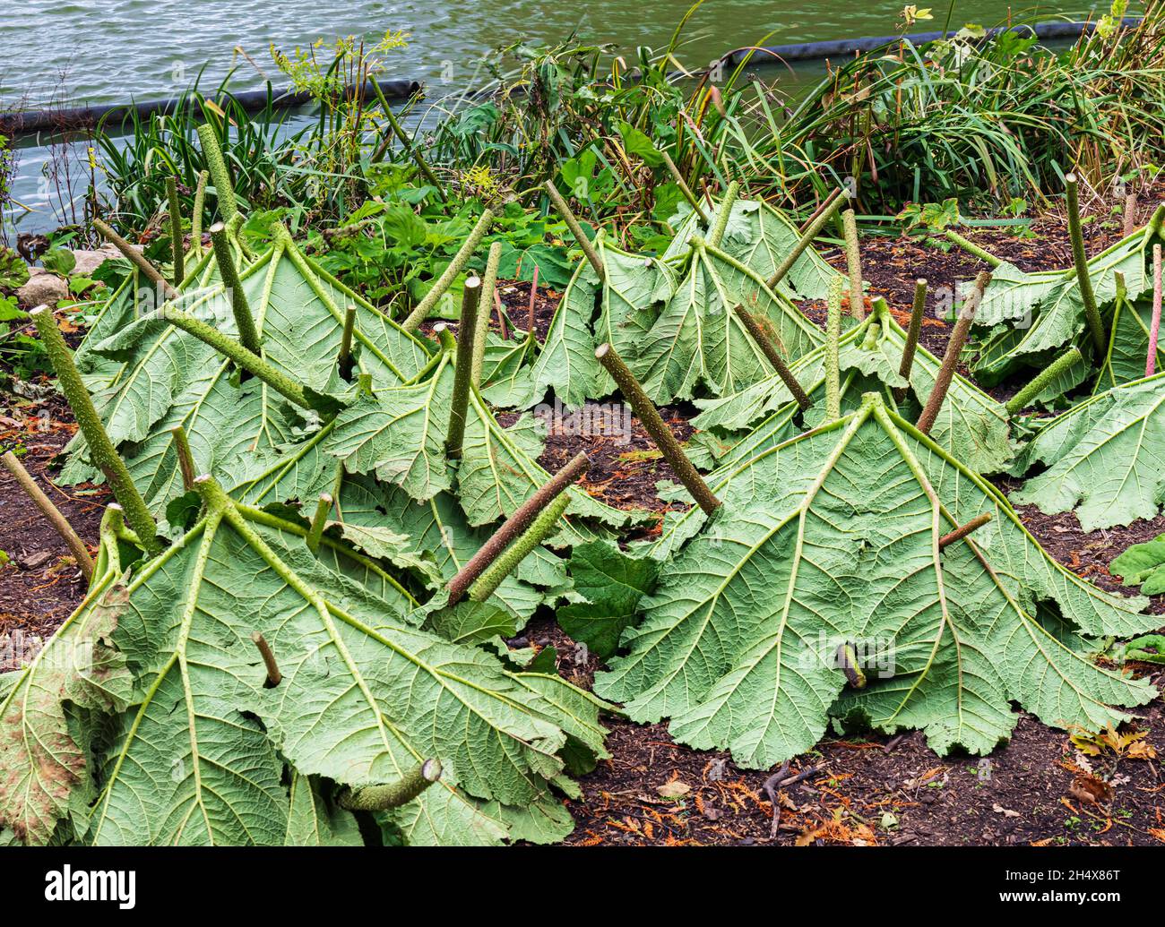 Gunnera Manicata, known as Brazilian giant rhubarb. With upturned ...