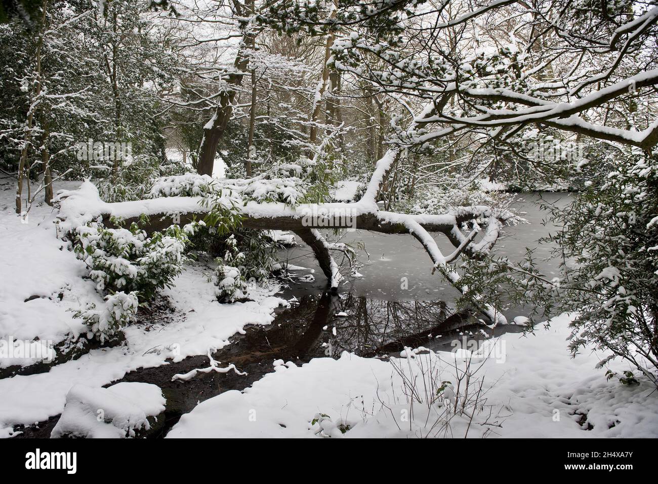 Snow is seen on the trees around a pond in Birmingham Stock Photo - Alamy