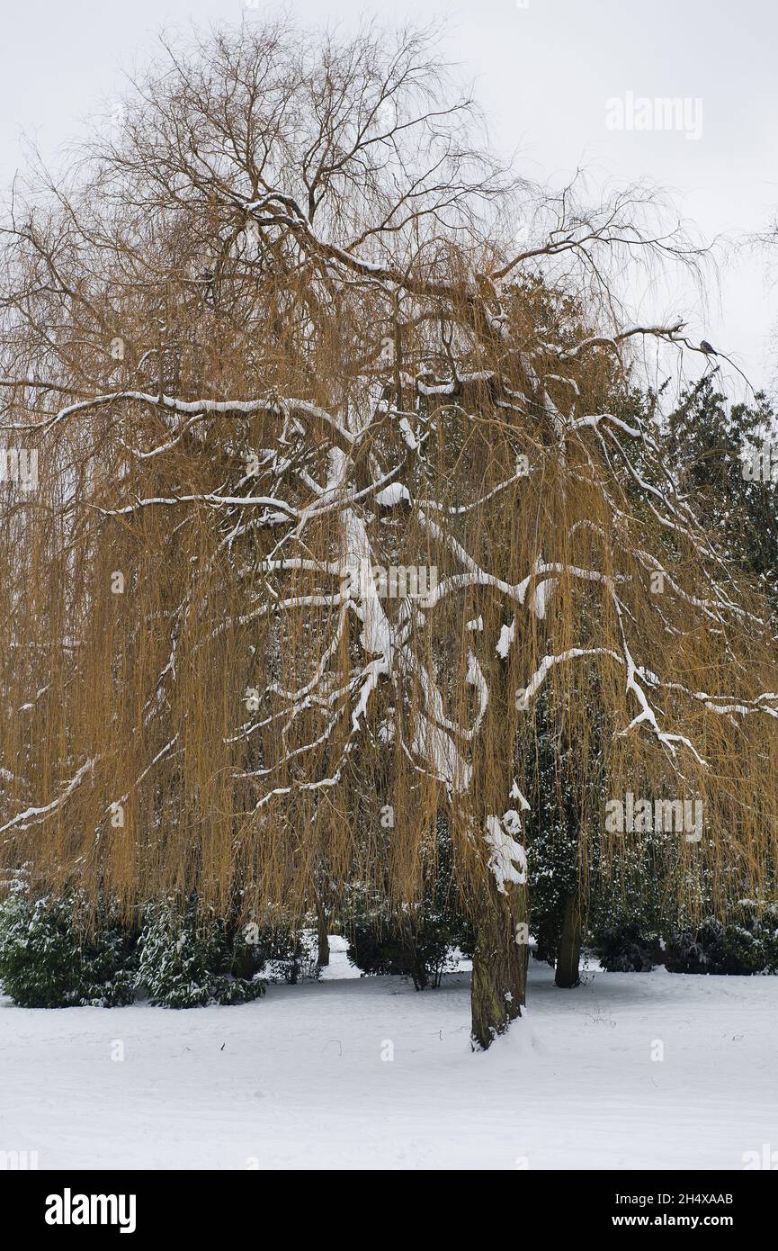 Snow covers the trees and surrounding area in Birmingham Stock Photo ...