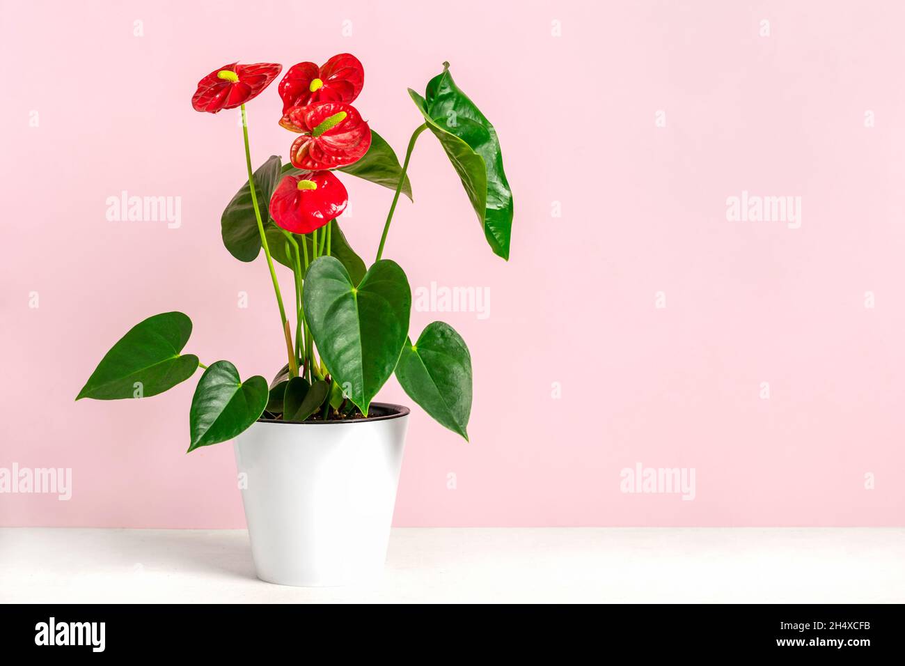 Anthurium houseplant hi-res stock photography and images - Alamy