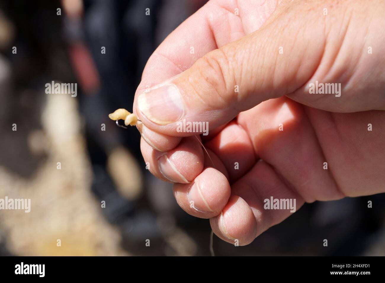 Fish maggot fishing hook hi-res stock photography and images - Alamy