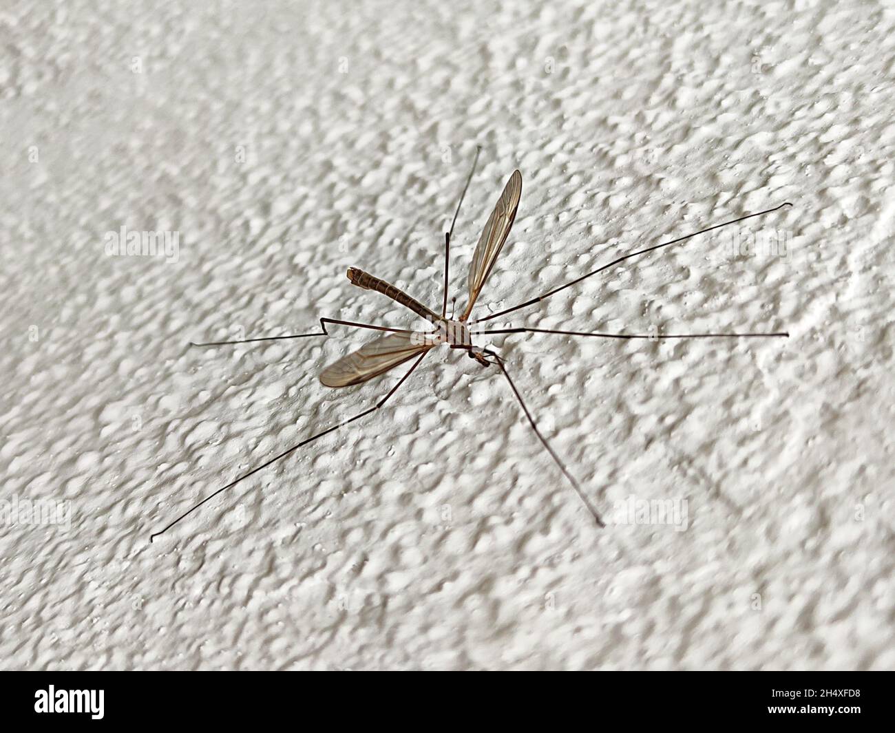 Tipulidae mosquito hi-res stock photography and images - Alamy