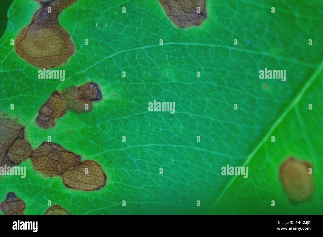 Photo of a plant leaf with slight sunburn damage. Green colored leaf ...