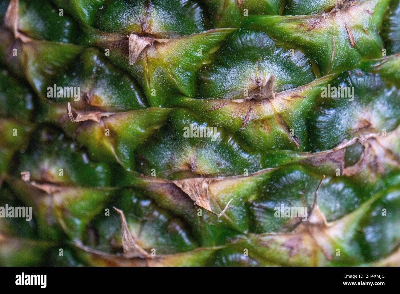 Photo of pineapple. Unripen green texture of the fruit shell Stock ...