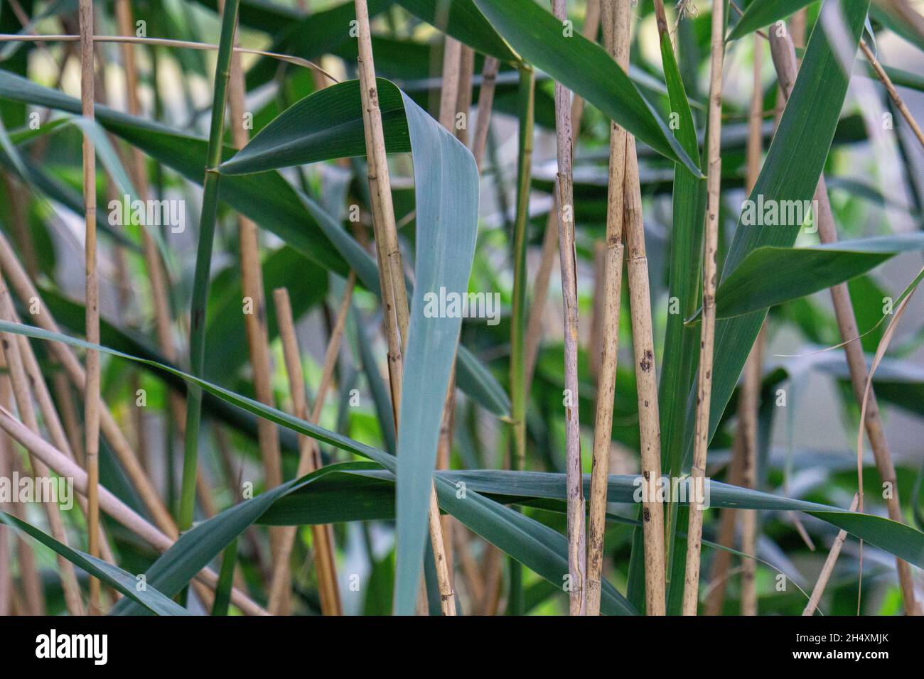 Thatch in a natural wild habitat with green leaves Stock Photo - Alamy