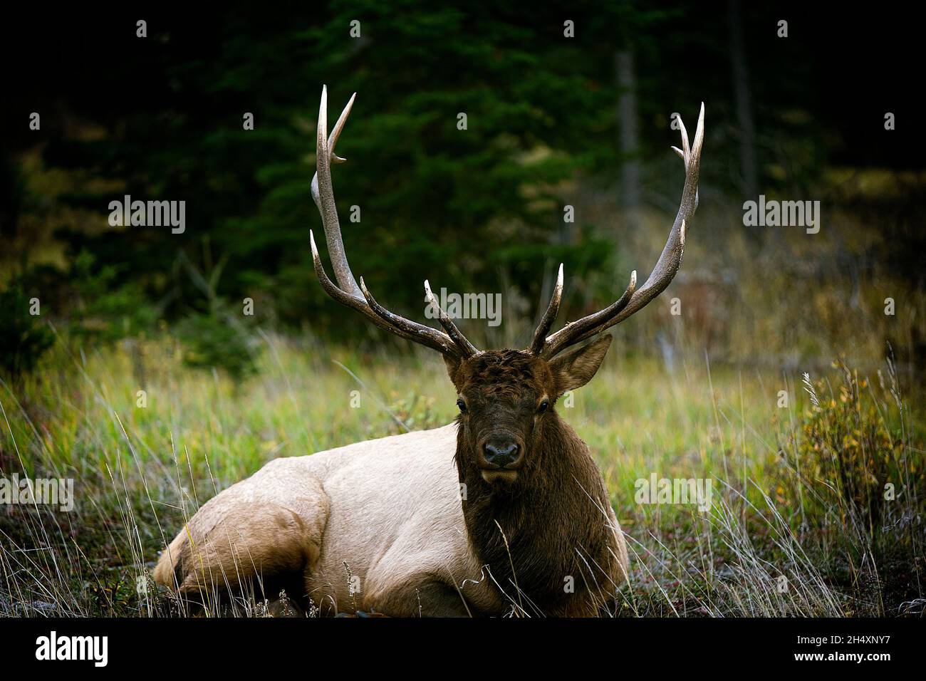 The elk II, Canada Stock Photo - Alamy