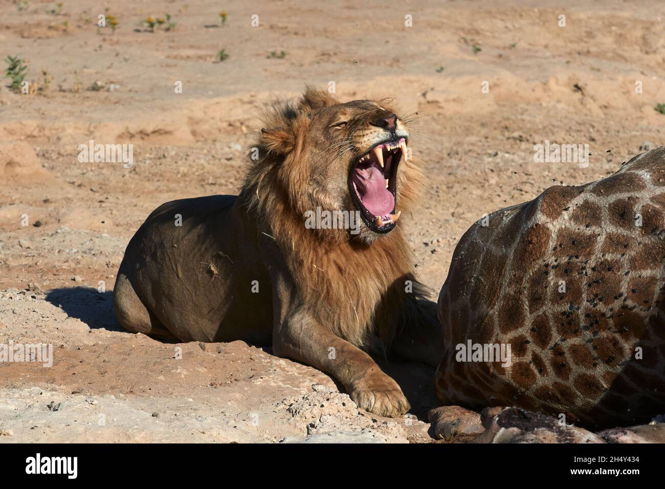 Male Lion yawns while feeding Stock Photo - Alamy