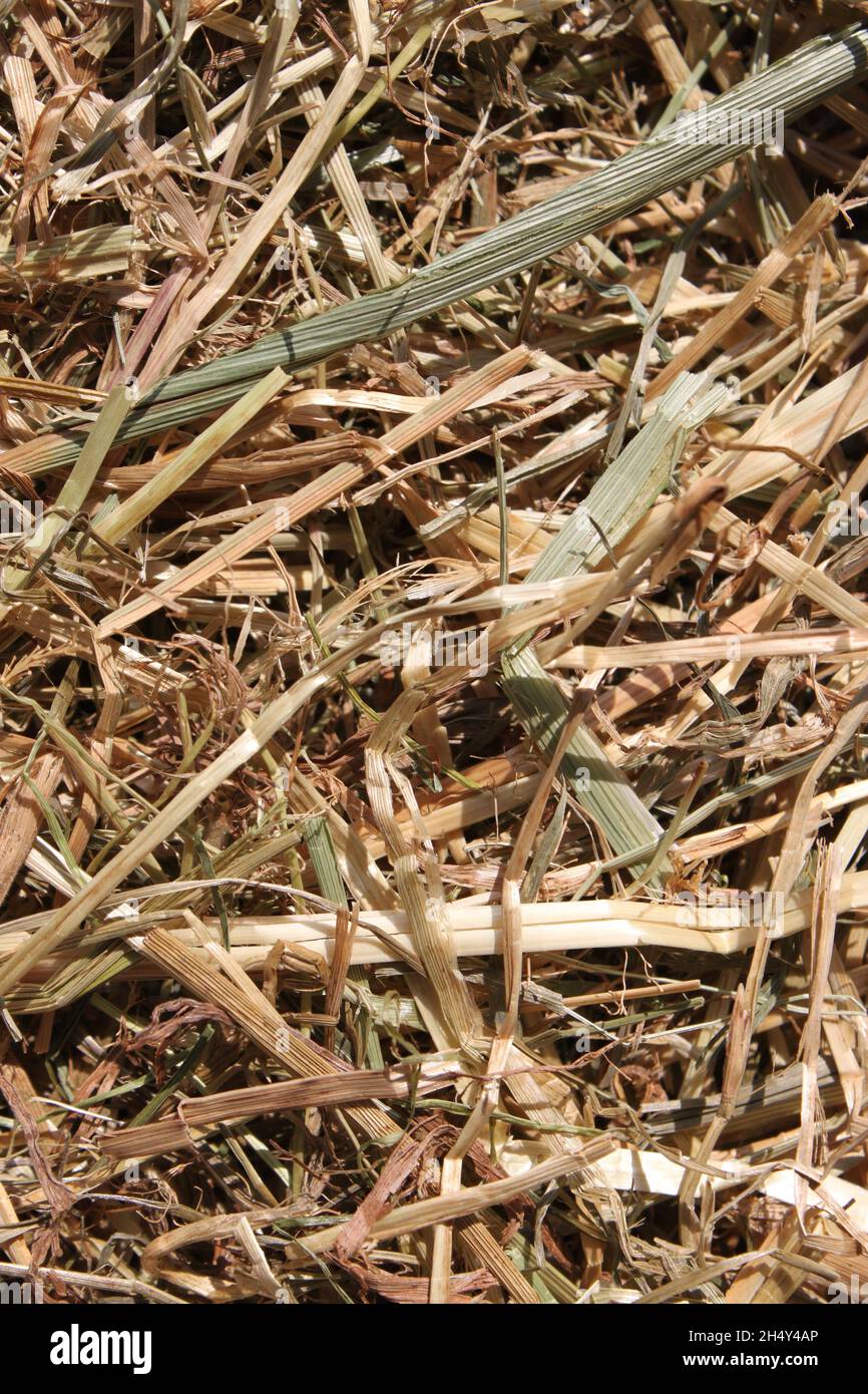 dry soft hay close up Stock Photo - Alamy