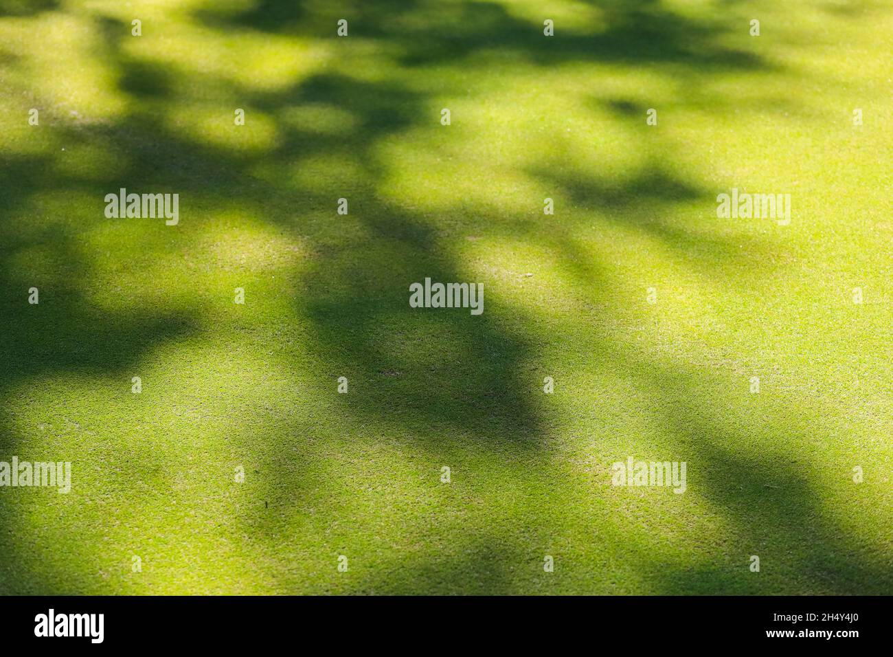 Golf course, shadows from trees on the grass. Green grass. Background ...