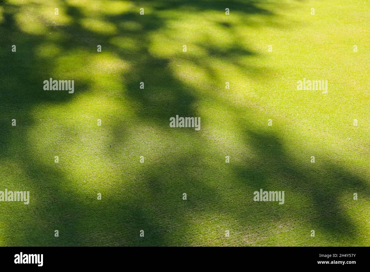 Golf course, shadows from trees on the grass. Green grass. Background ...