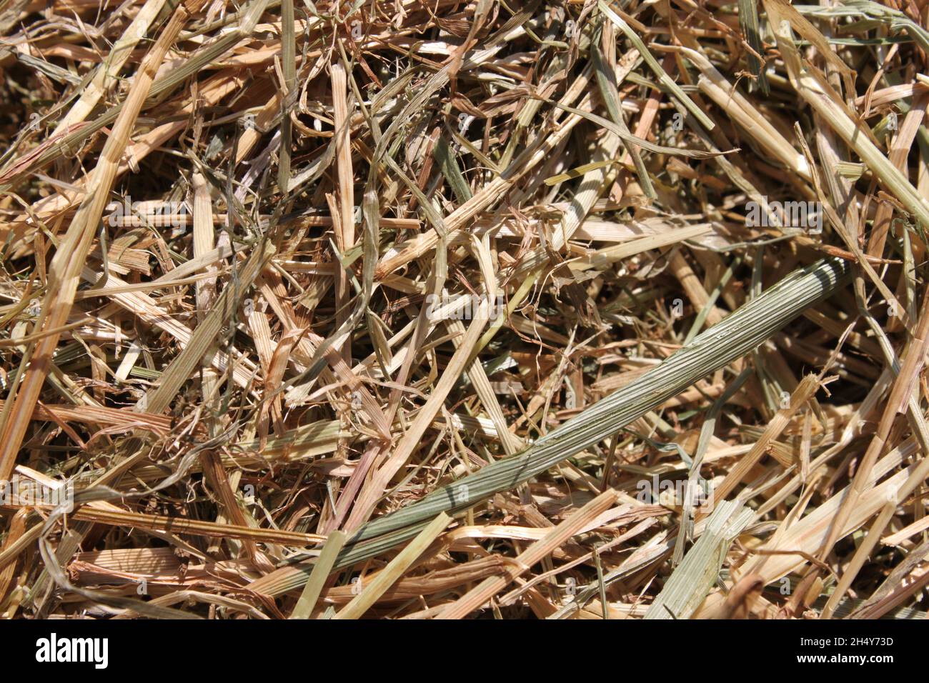 dry soft hay close up Stock Photo - Alamy
