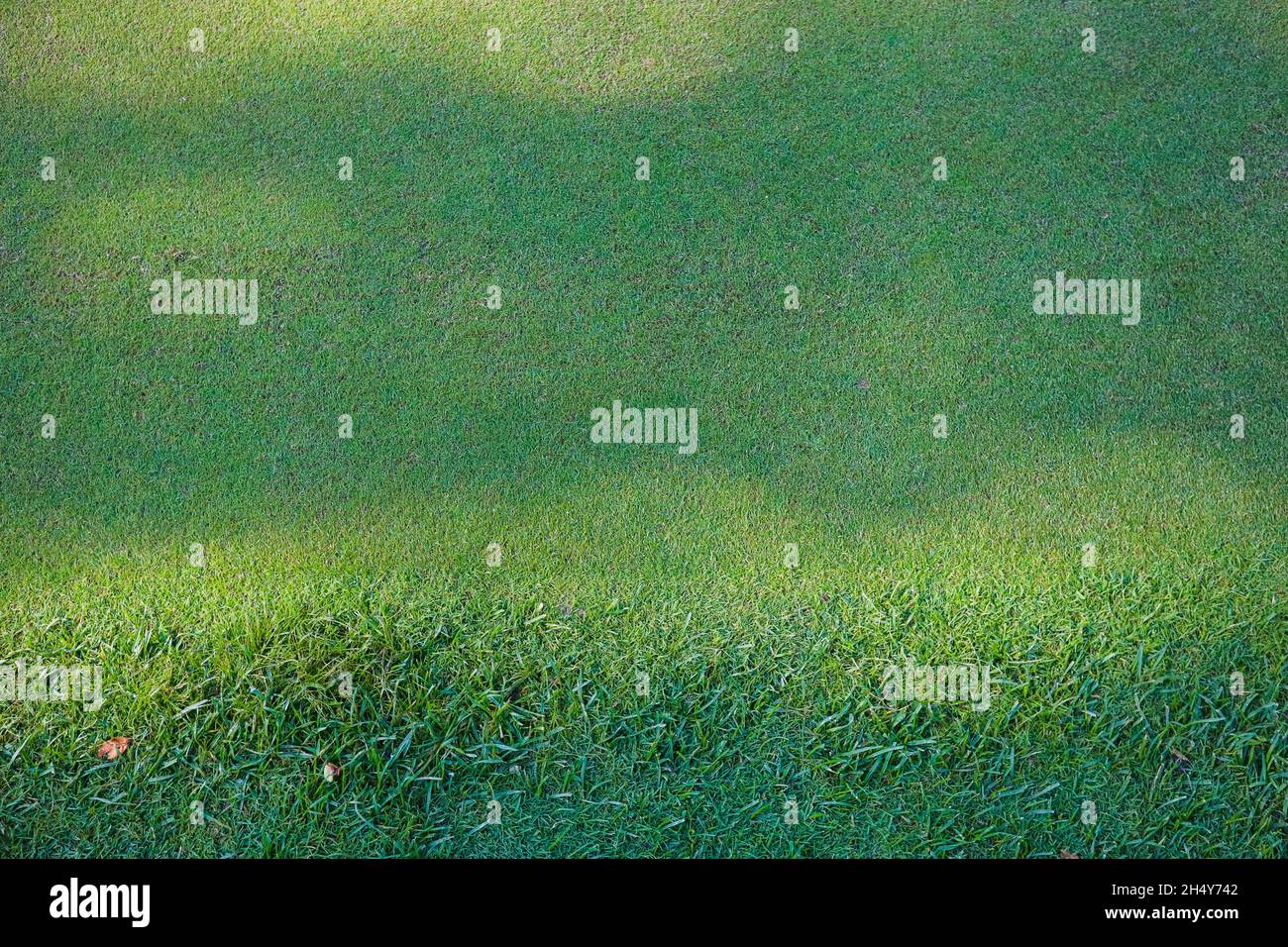 Golf course, shadows from trees on the grass. Green grass. Background ...