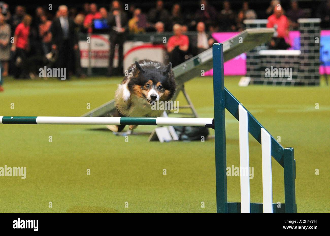 Agility competition on first day of Crufts 2017 dog show at the NEC in ...