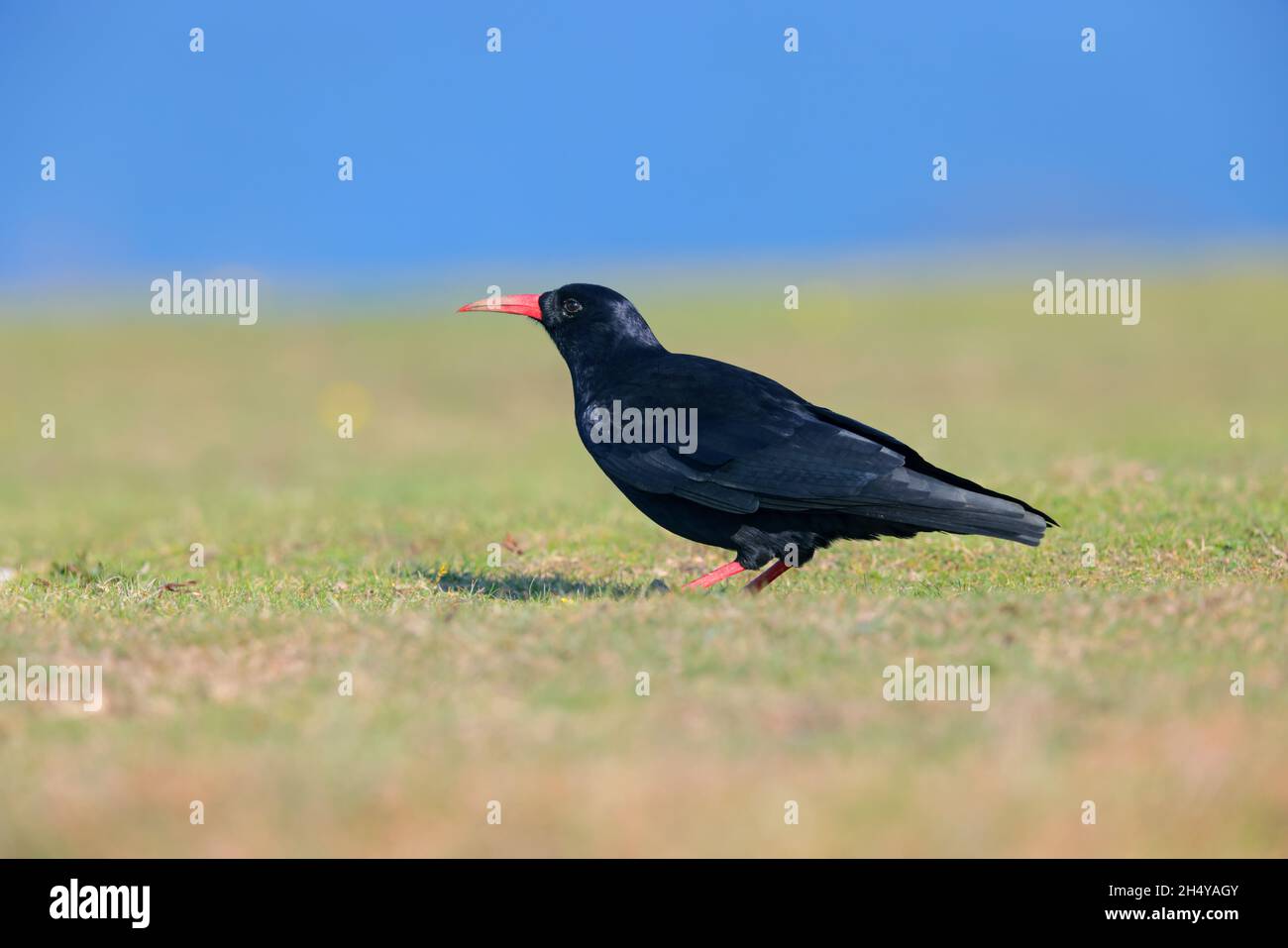 Coastal footpath project hi-res stock photography and images - Alamy