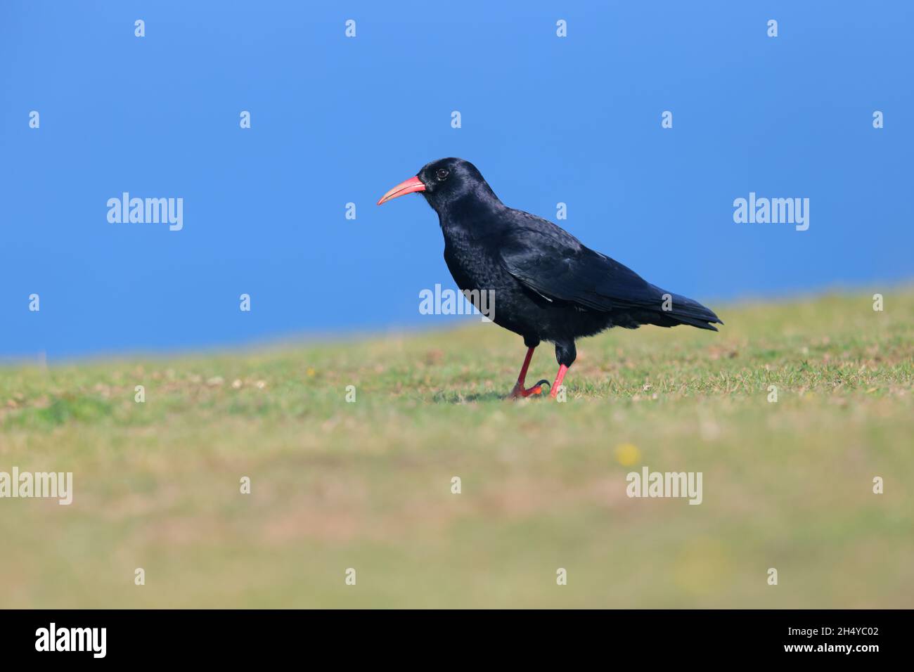 Cornish crow hi-res stock photography and images - Alamy Cornish crow hi-res stock photography and images - Alamy