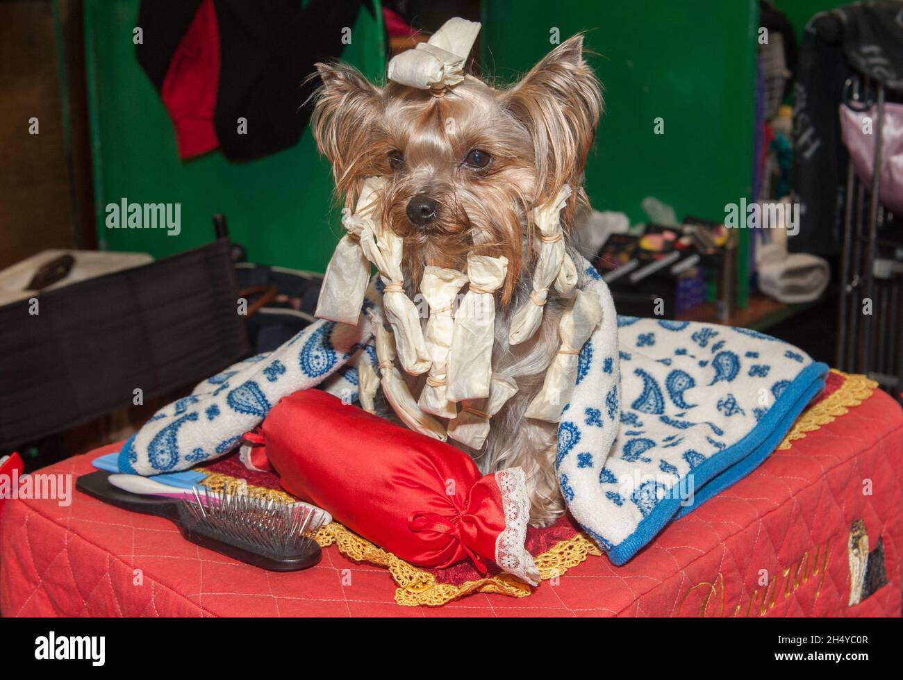 Dogs sitting on a grooming tabel on day 3 at Crufts dog show at the NEC ...