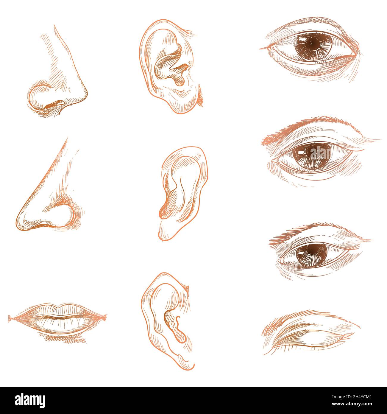 Hand draw sketch human biology organs set anatomy Stock Vector Image ...