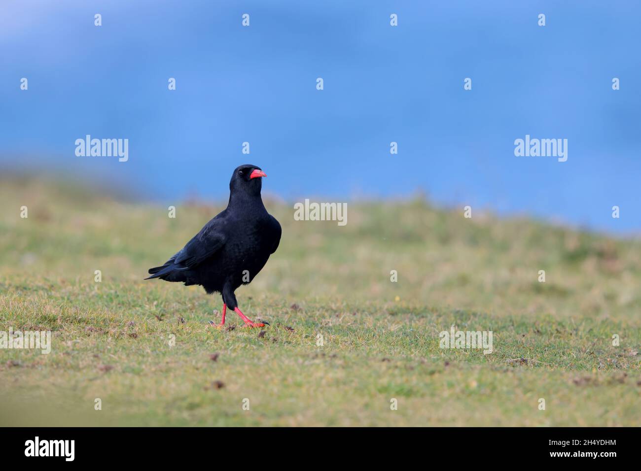 Cornish crow hi-res stock photography and images - Alamy Cornish crow hi-res stock photography and images - Alamy