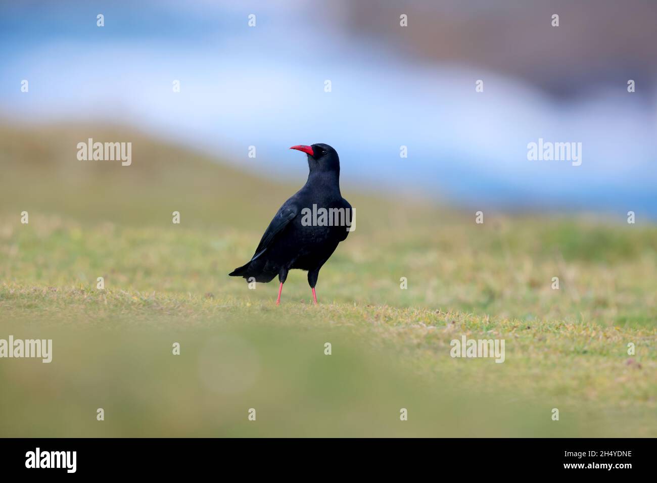 Cornwall chough project hi-res stock photography and images - Alamy