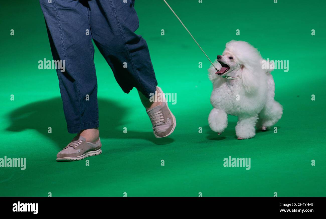 Crufts miniature poodle hi-res stock photography and images - Alamy