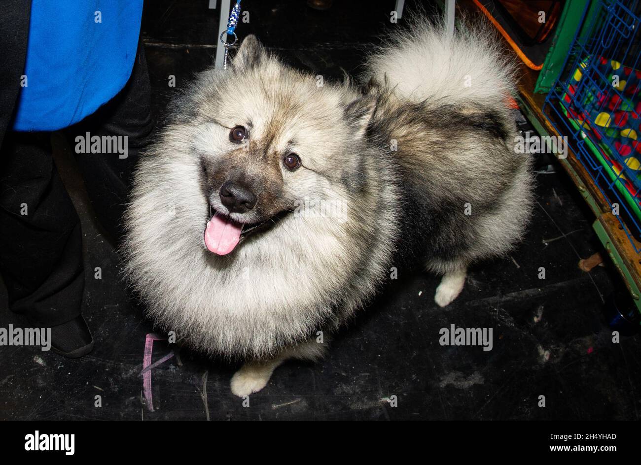 German Spitz dog on day 4 of Crufts Dog Show at the National Exhibition ...