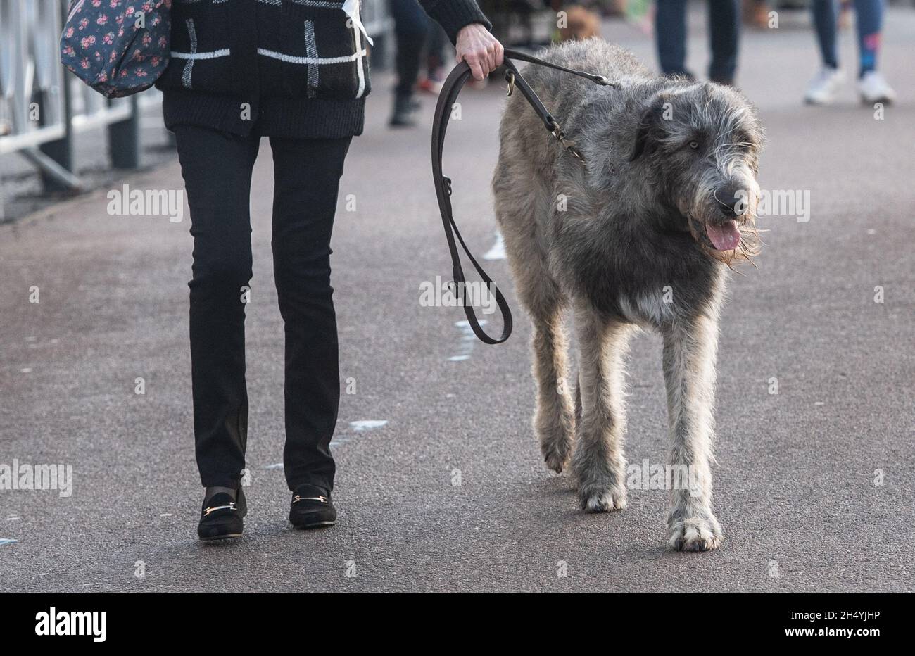 Four bloodhounds hi-res stock photography and images - Alamy