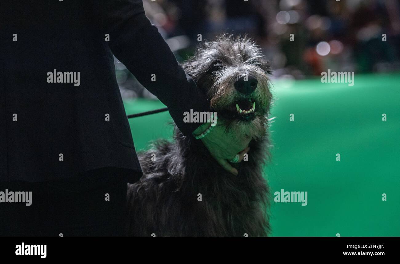 Four bloodhounds hi-res stock photography and images - Alamy