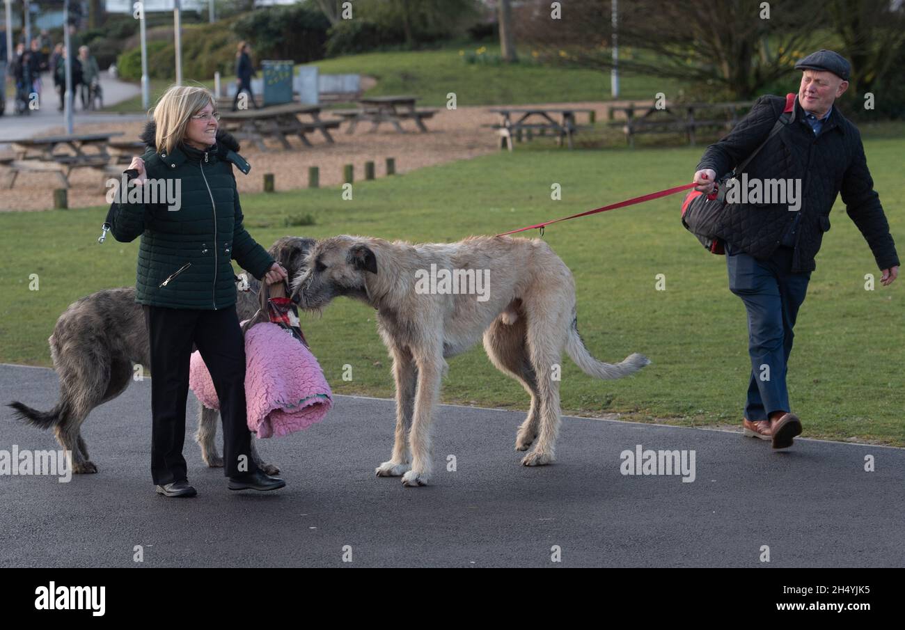 Bloodhounds dog show hi-res stock photography and images - Alamy