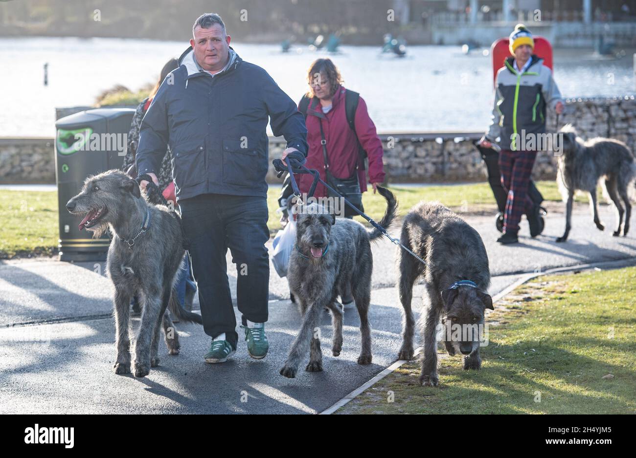 Four bloodhounds hi-res stock photography and images - Alamy