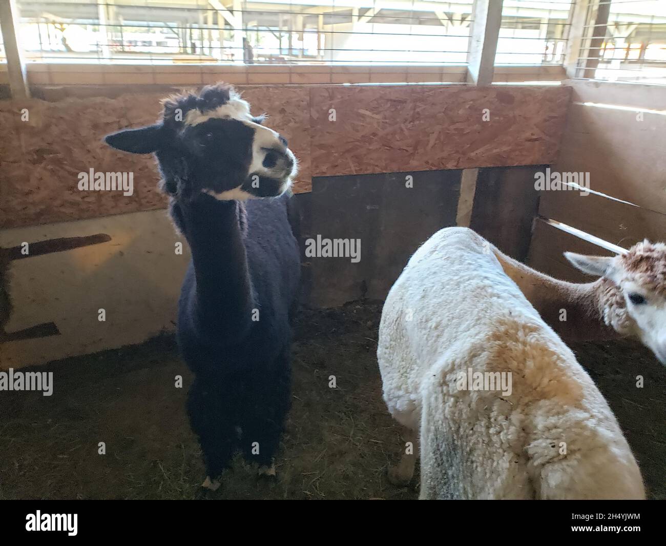 Food for lamas hi-res stock photography and images - Alamy