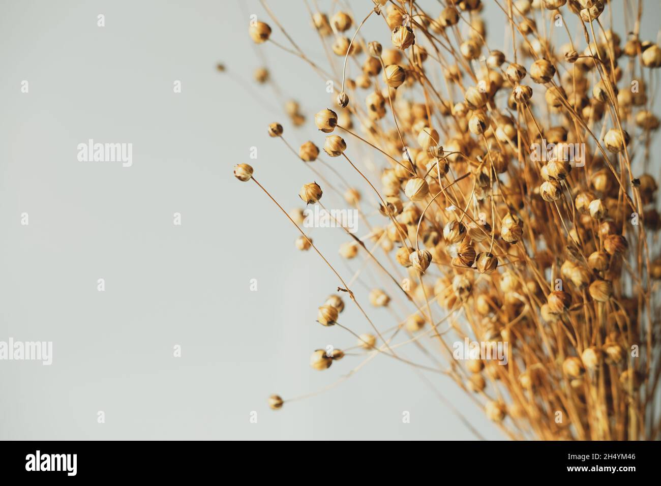 Natural Dried flax bunch close-up view. Nordic style home interior ...
