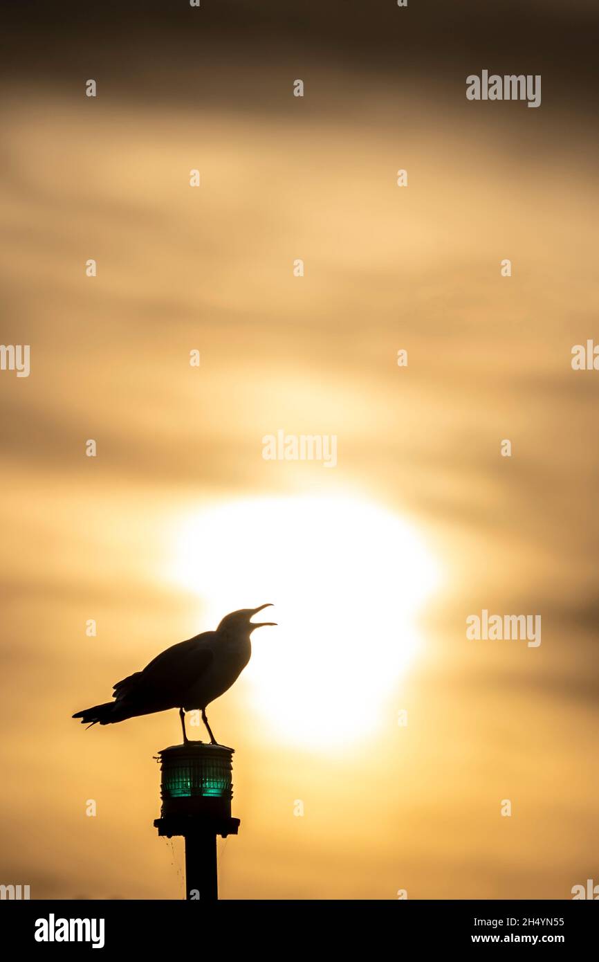 Seagull crying backlit by setting sun Stock Photo - Alamy