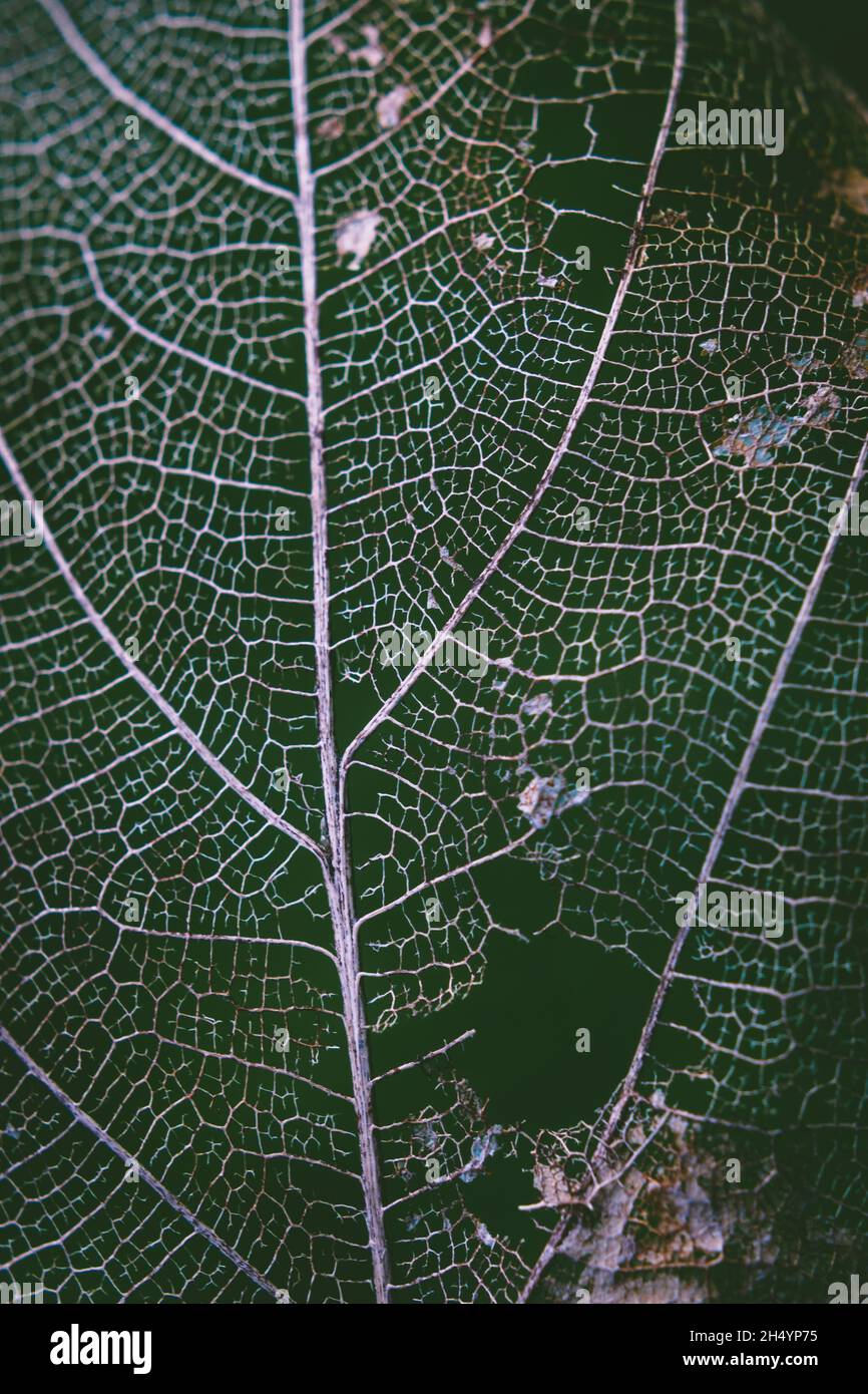 Dry leaves with texture pattern Stock Photo - Alamy