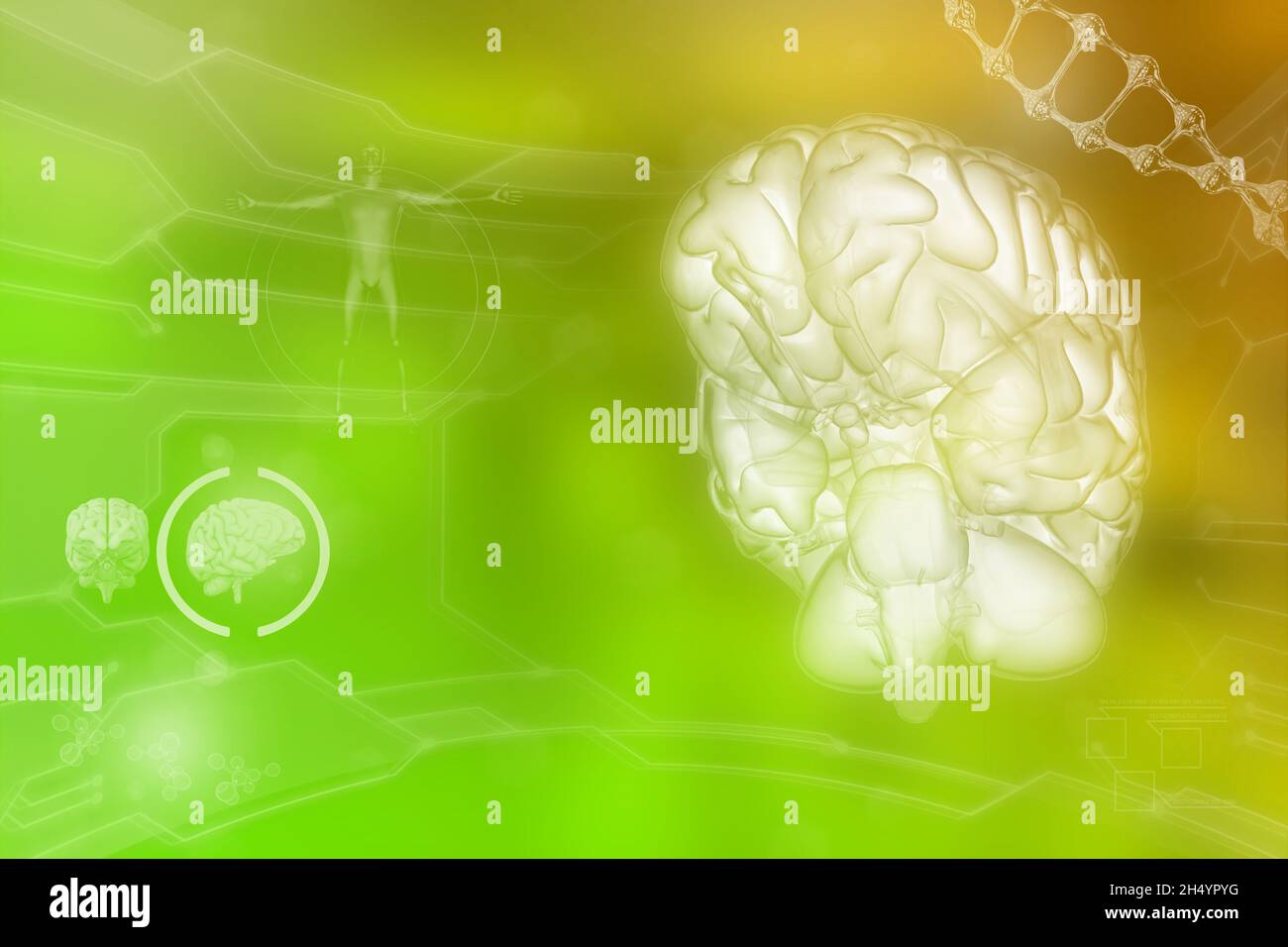Medical 3D illustration - human brain, physiology research concept ...