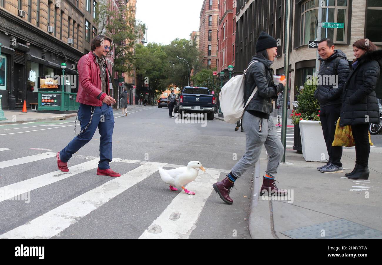A duck walking on the street of Soho, New York on November 4, 2021 ...