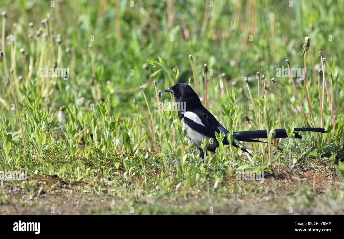 Magpie walking hi-res stock photography and images - Alamy
