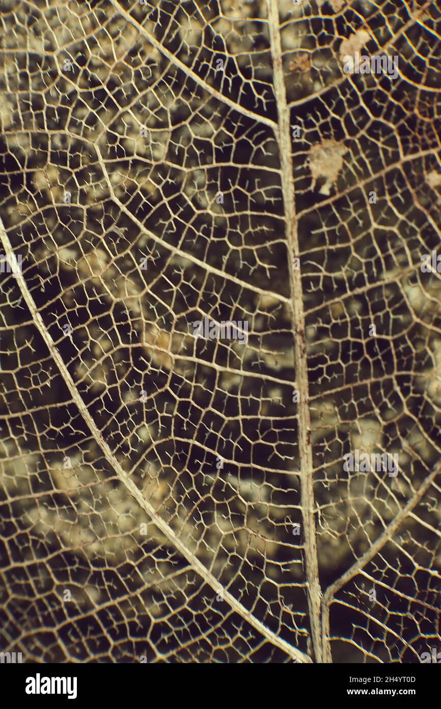 Dry leaves with texture pattern Stock Photo - Alamy